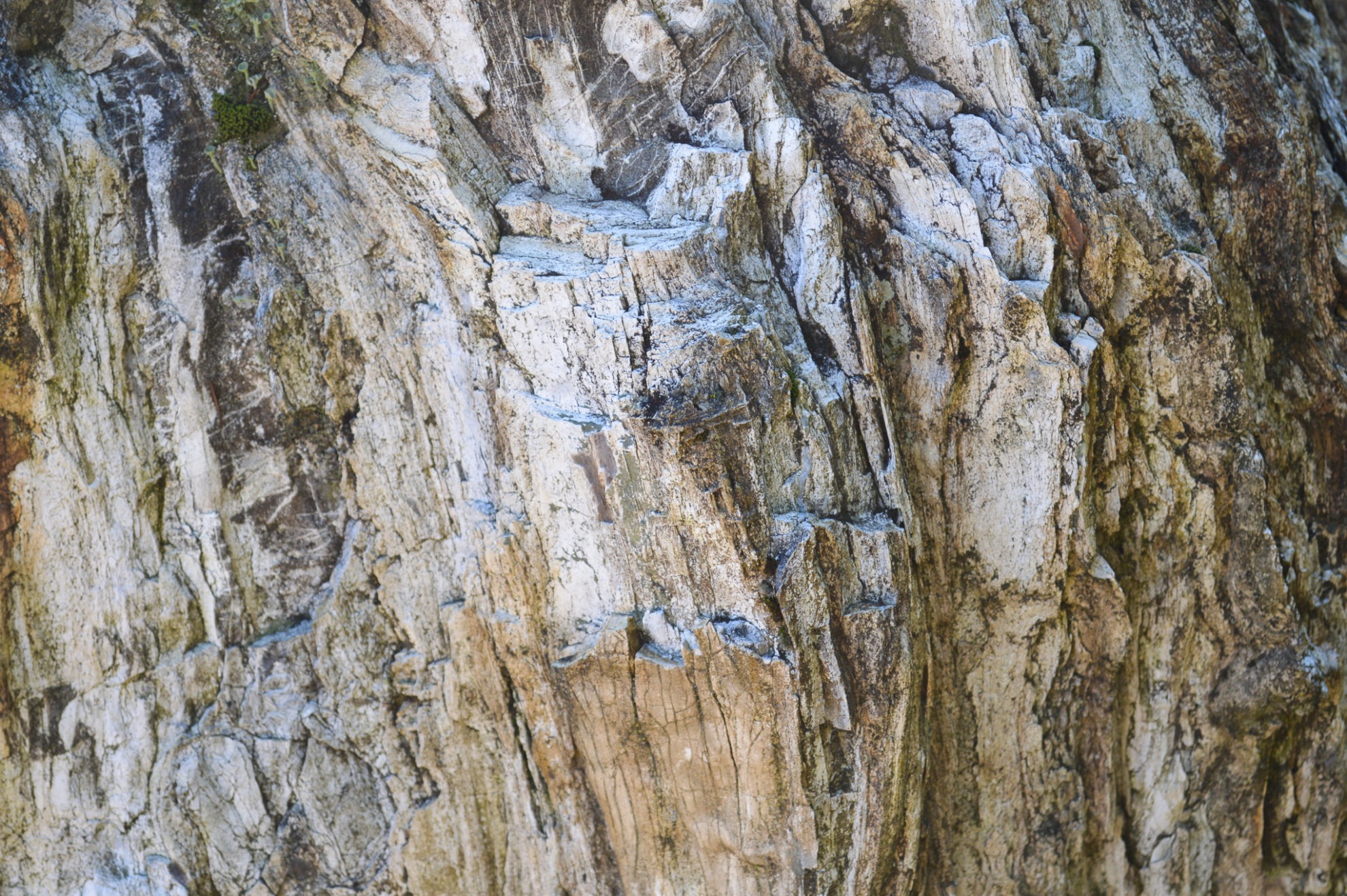 Campus Highlight: The Petrified Stump - World Forestry Center