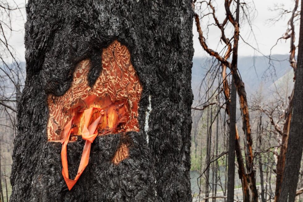 Following Fire: Featured Exhibit - World Forestry Center