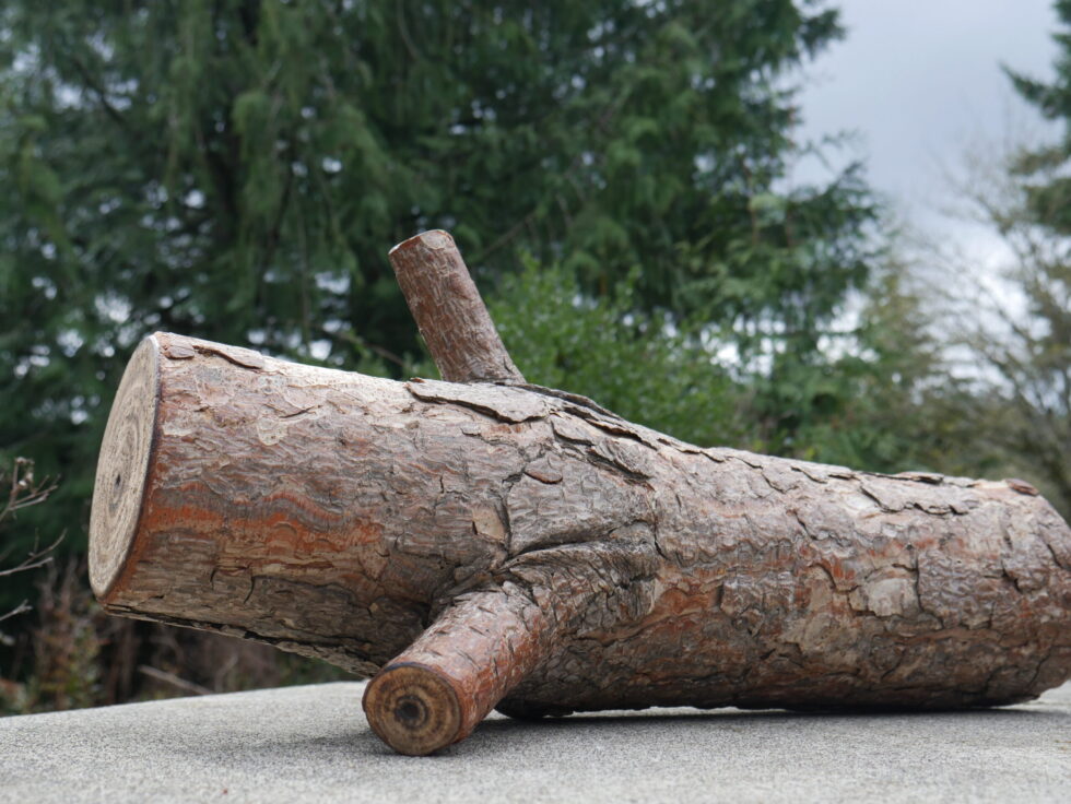 What the Log Saw: Honoring the legacy of Catherine “The Log Lady ...